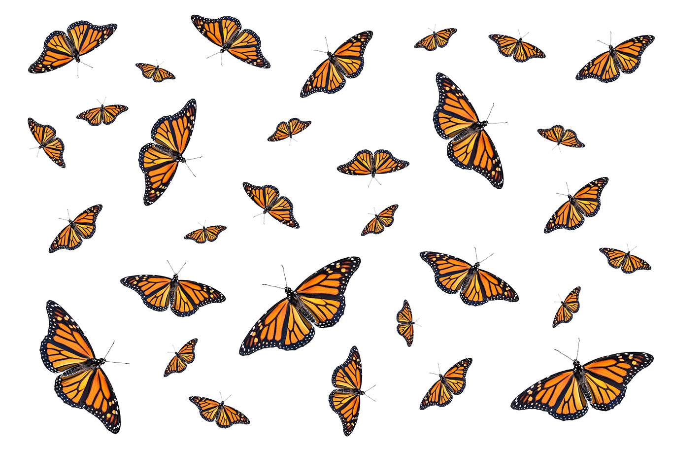 multiple-monarch-butterflies-pattern-isolated-on-w-2022-08-01-04-22-04 ...